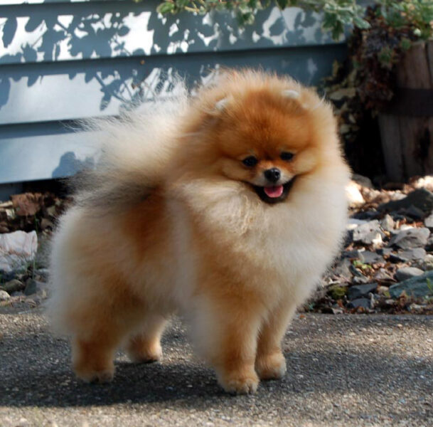 2010 Kennel Visit With Silhouette Poms – Silhouette Poms: The Blog